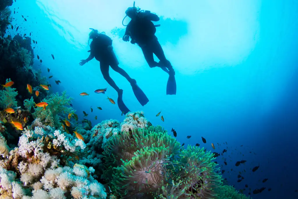 Best Scuba Diving in Fiji: Top Sites for Unforgettable Underwater ...