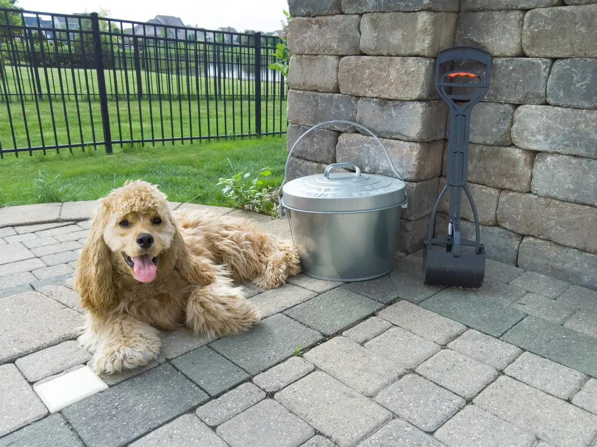 The Ultimate Guide to Choosing the Best Poop Scooper for Pet Waste ...
