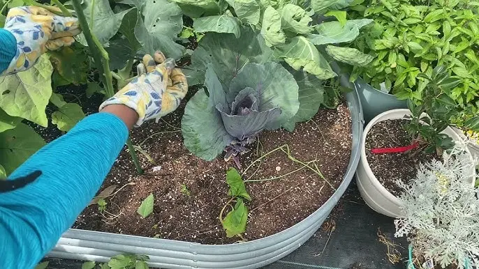 Bt and Bti for Pepper Pest Control: The Best Biological Solutions for ...