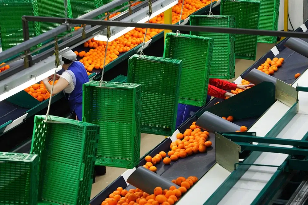 What Processing Facility Is Used For Oranges | bigwritehook