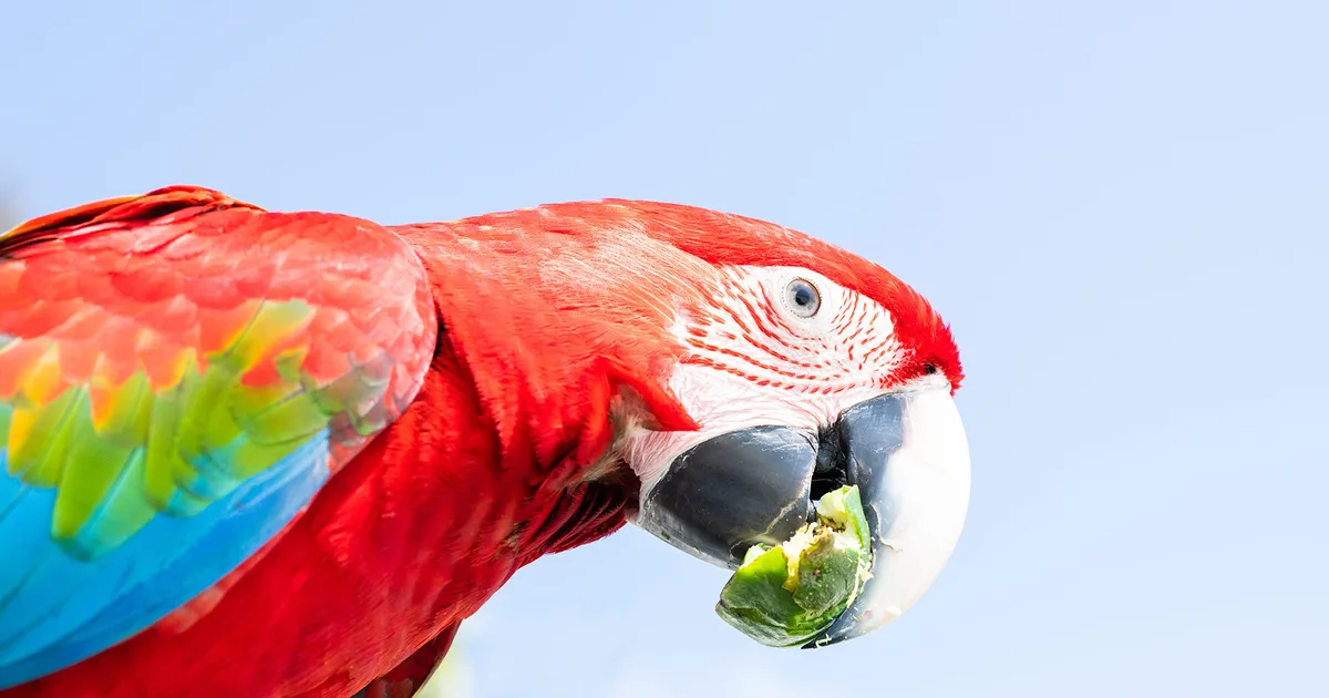 What Do Parrots Taste Like? | bigwritehook