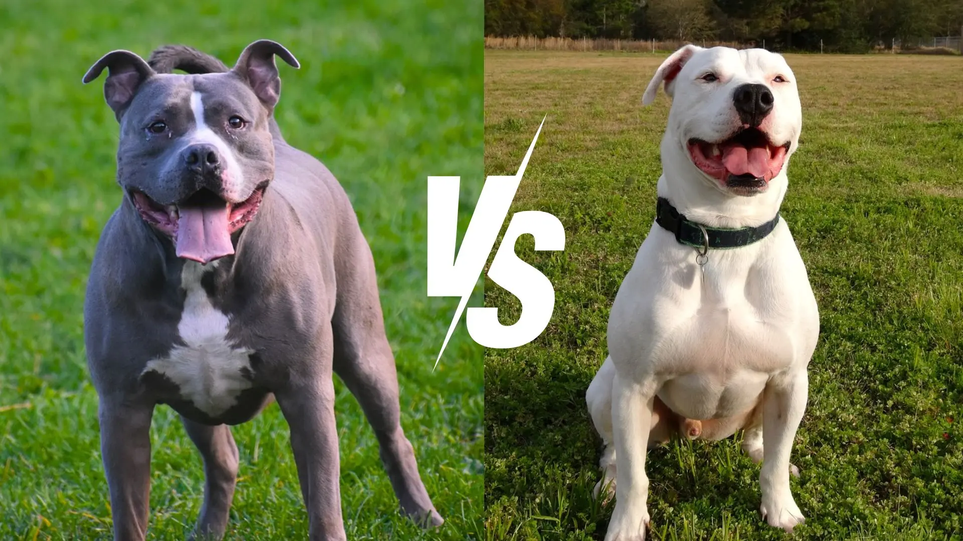 Tank vs Pitbull: Complete Stats Comparison for Dog Lovers | bigwritehook