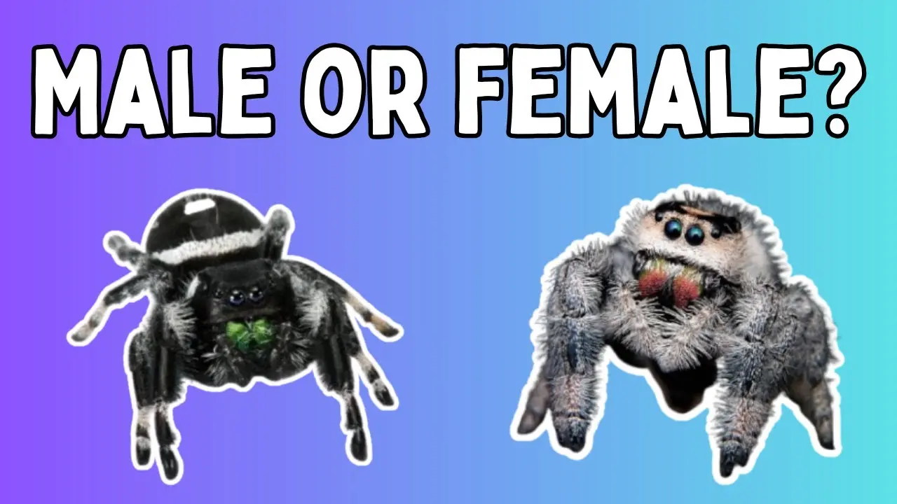 Male vs Female Bold Jumping Spider: The Ultimate Guide to Spotting the ...