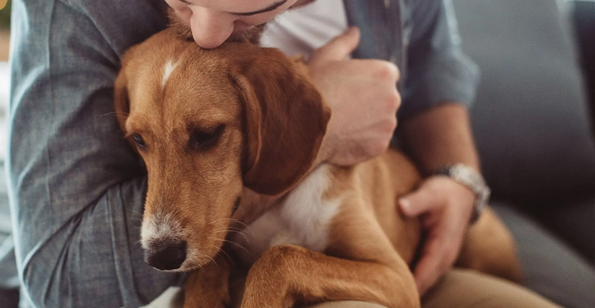 The Role of an Emotional Support Animal in Mental Health and Daily Life ...