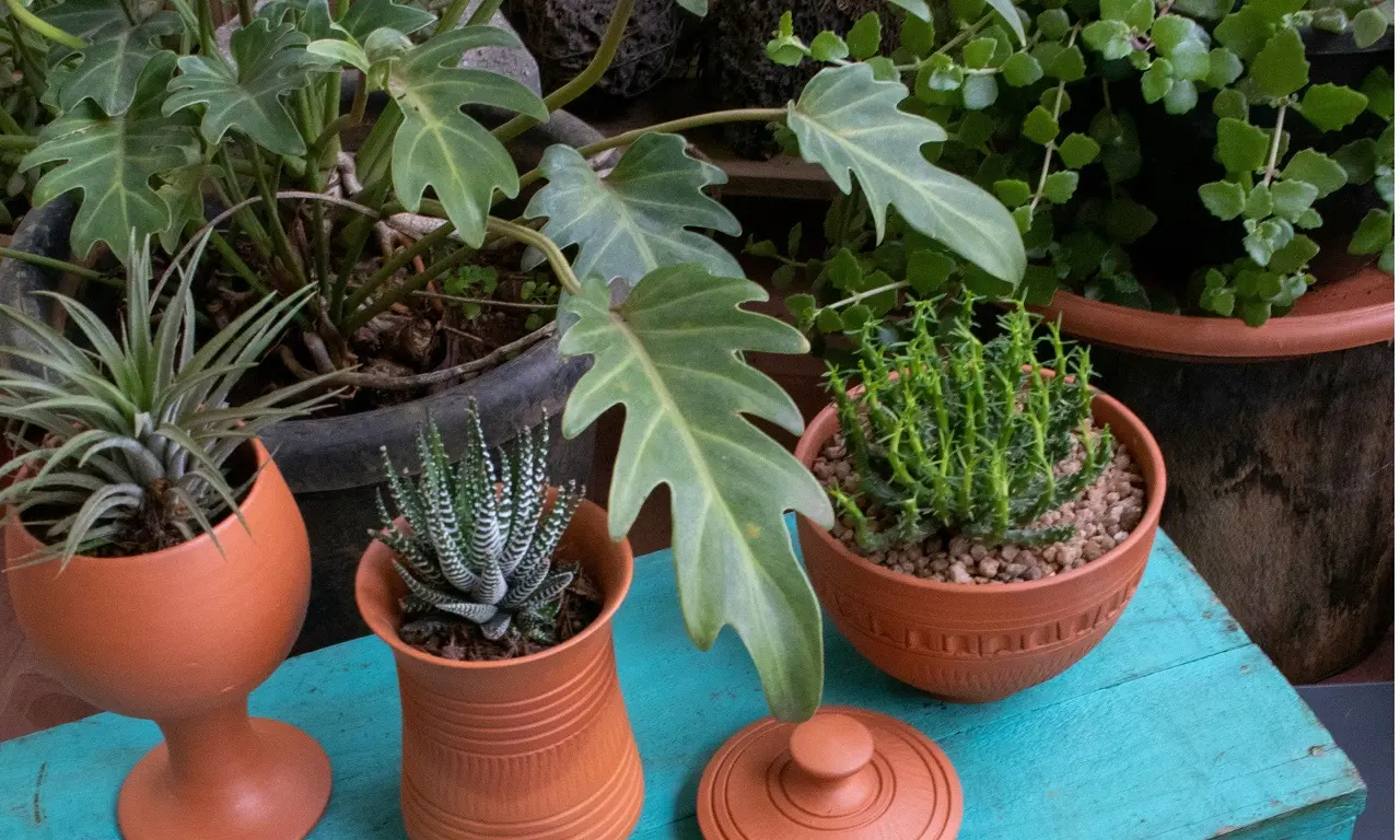 Suçculent: The Allure of Succulent Plants for Every Home | bigwritehook