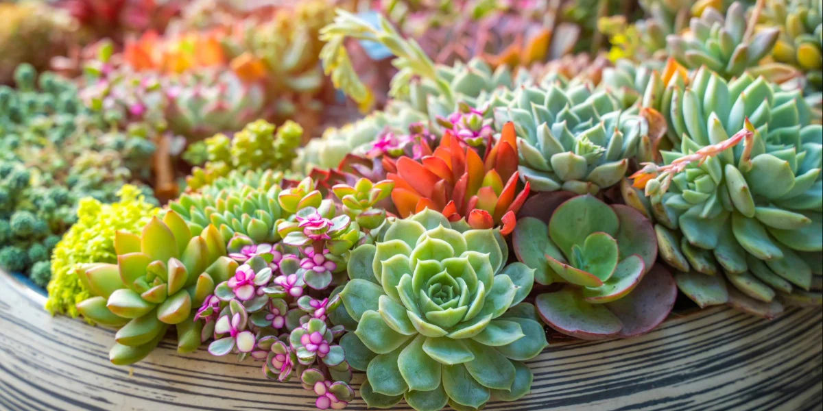 Succulent Plants: Your Complete Guide to Growing Desert Beauties in ...