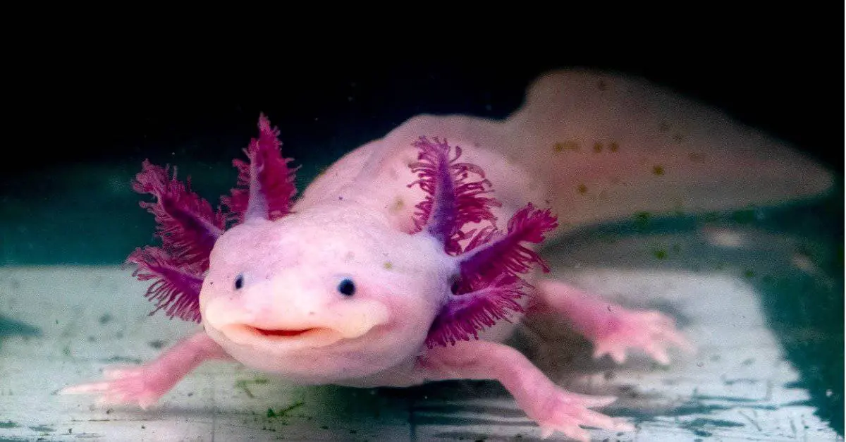 Axolotl: Your Complete Guide to Raising These Unique Aquatic Pets ...