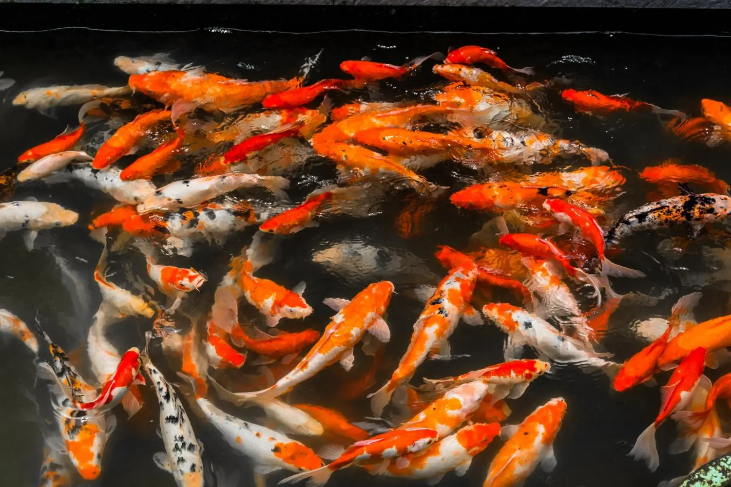 How Often Do You Feed Goldfish? A Comprehensive Guide | bigwritehook