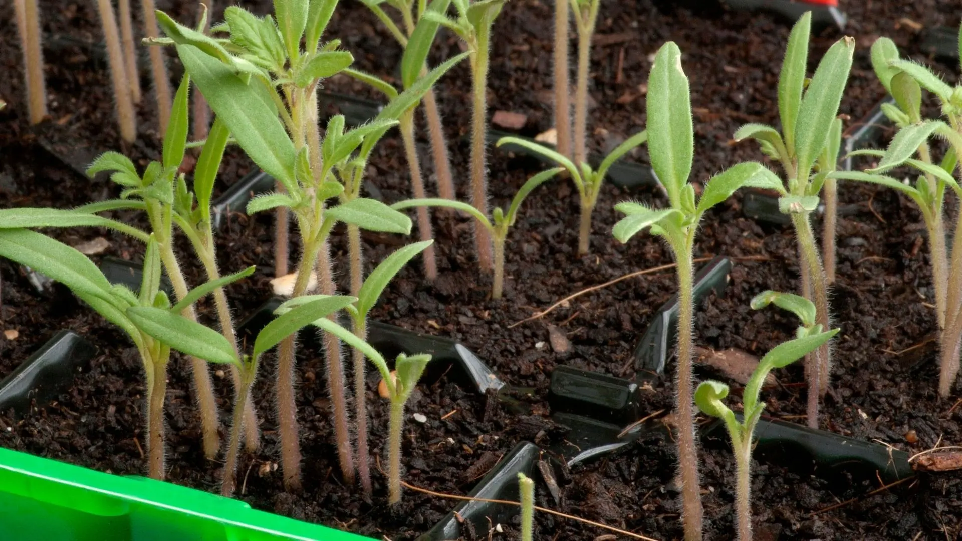 Trichoderma harzianum: The Key to Reducing Damping-Off in Pepper Plants ...