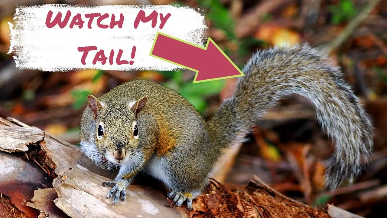 What Does It Mean When Squirrels Flick Their Tails? | bigwritehook