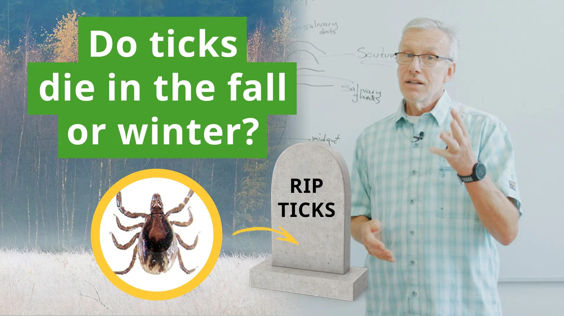 What Temperature Do Ticks Die? | bigwritehook